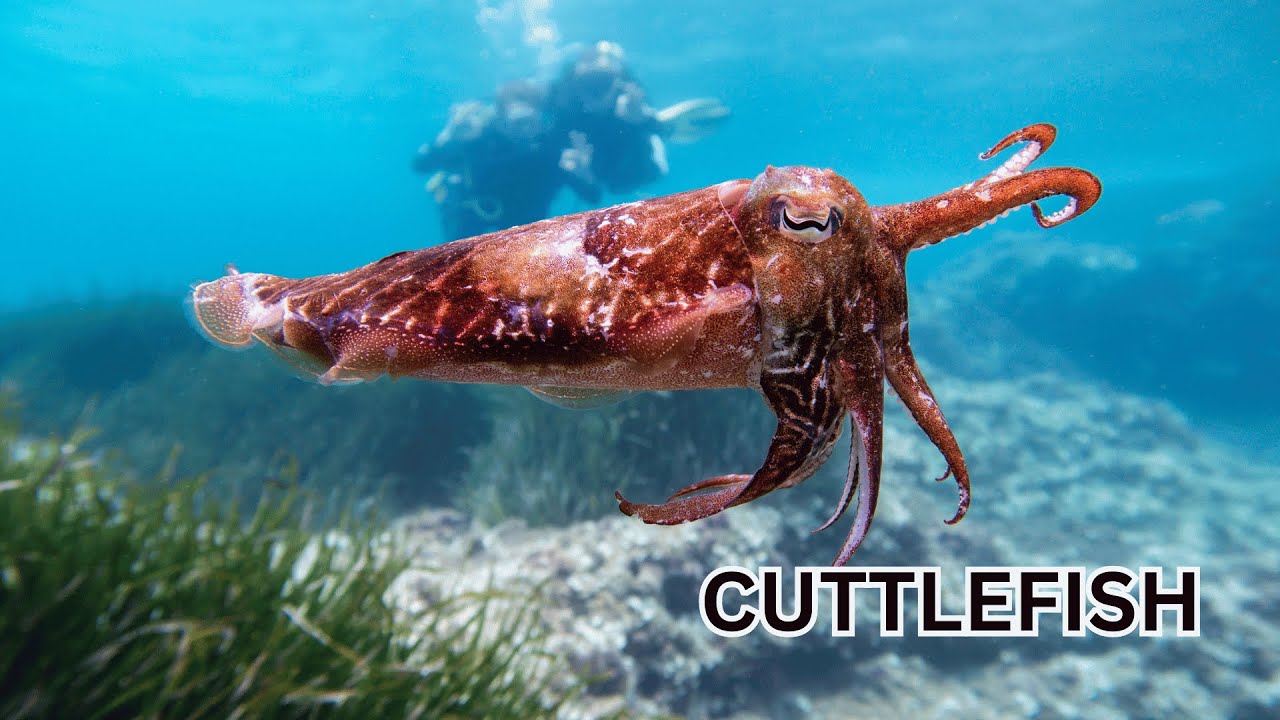 Cuttlefish Chorus | Fun Song Video for New Kids | Fun Learning Song ...