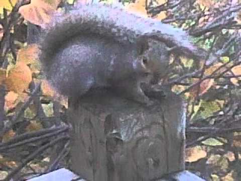 Crying Squirrel - YouTube