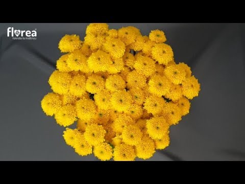 Chryzantema SAN AURINKO - Florea.cz - YouTube