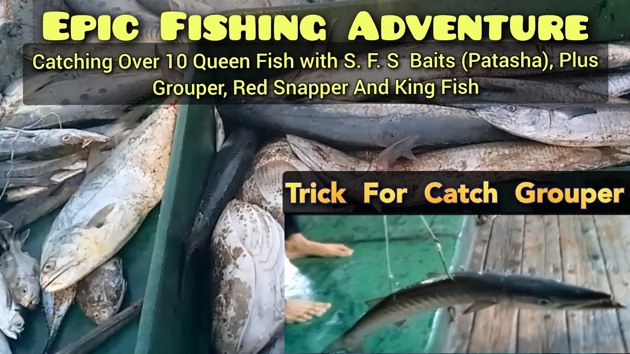 Epic Fishing Adventure Catching many Queen Fish with S.F.S Bait ...