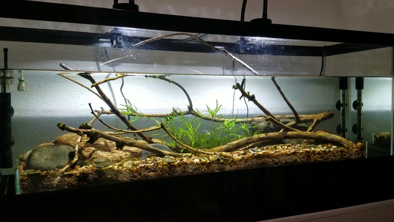 DIY Stream Tank - Biotope Aquarium - 1 - YouTube