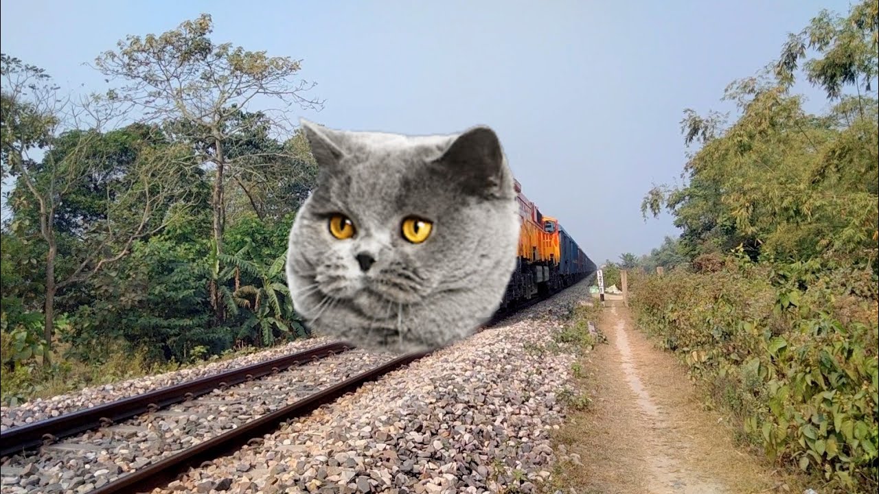 train video।rail gari video।cat video।cat train - YouTube