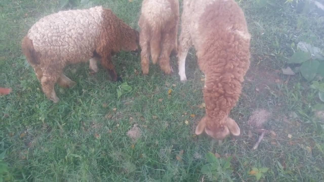 garol sheep farming(বাংলার দুম্বা) by Halal Agro Farming - YouTube