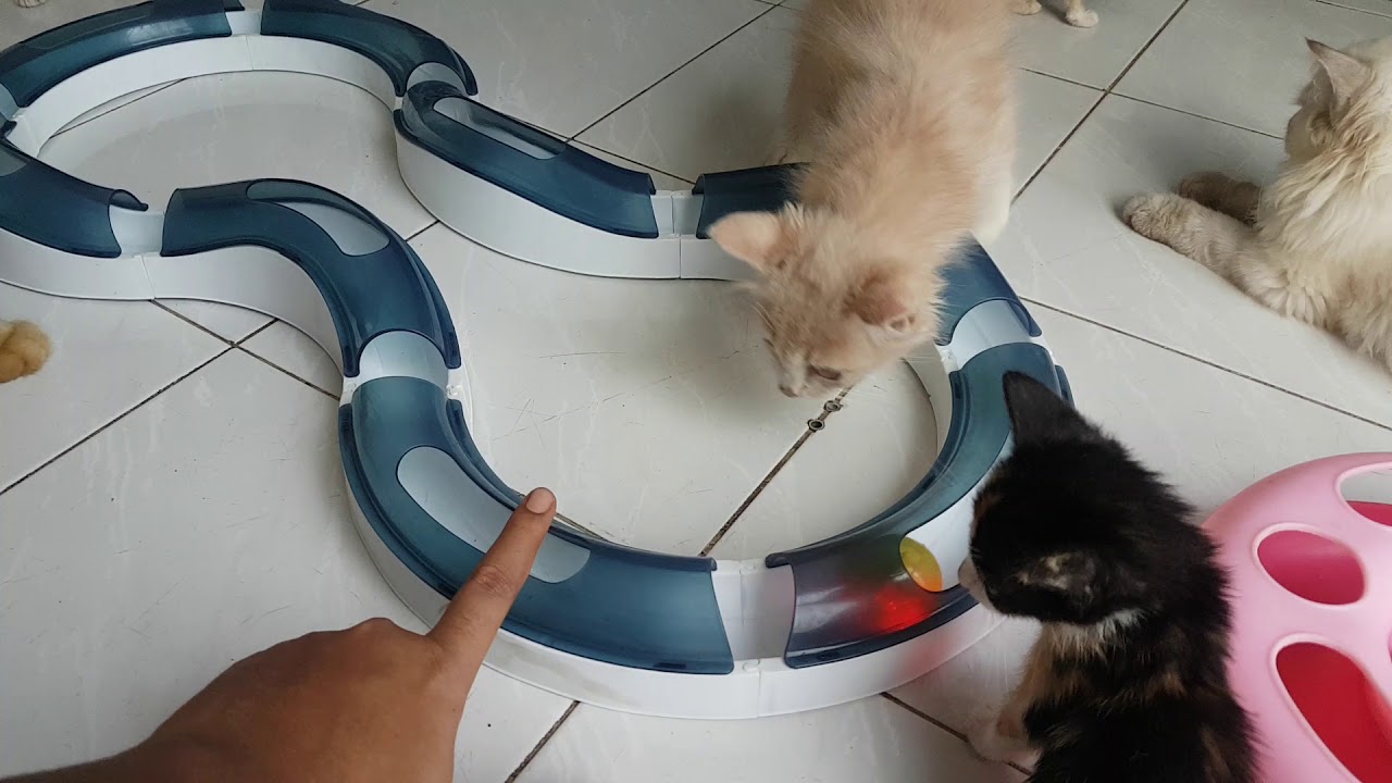 Mainan Kucing Bagus Dan Murah - YouTube