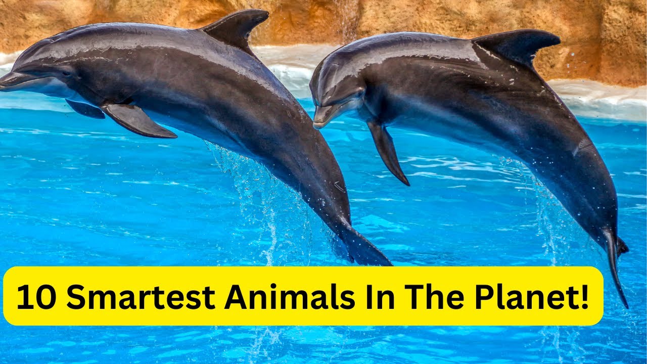 "10 Smartest Animals in the World| Amazing Facts About Animal ...