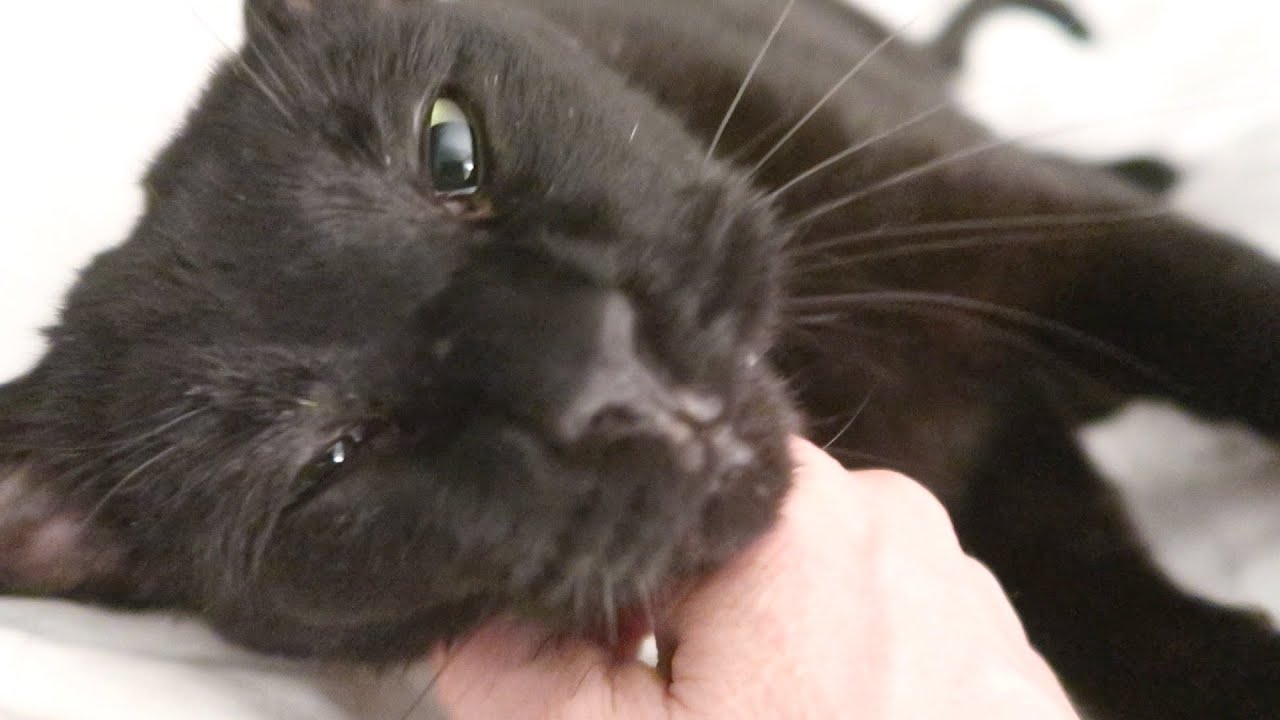 Relaxing Cats, Petting Cats, Crunchie Time - S3 E94 - YouTube