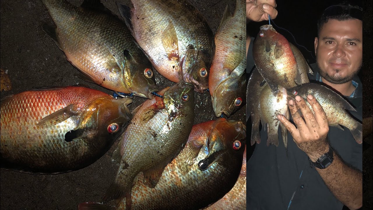 Pescando mojarra de río - YouTube