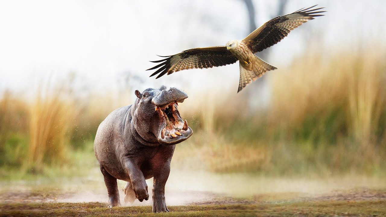 15 Epic Bird Attacks Caught on Camera - YouTube