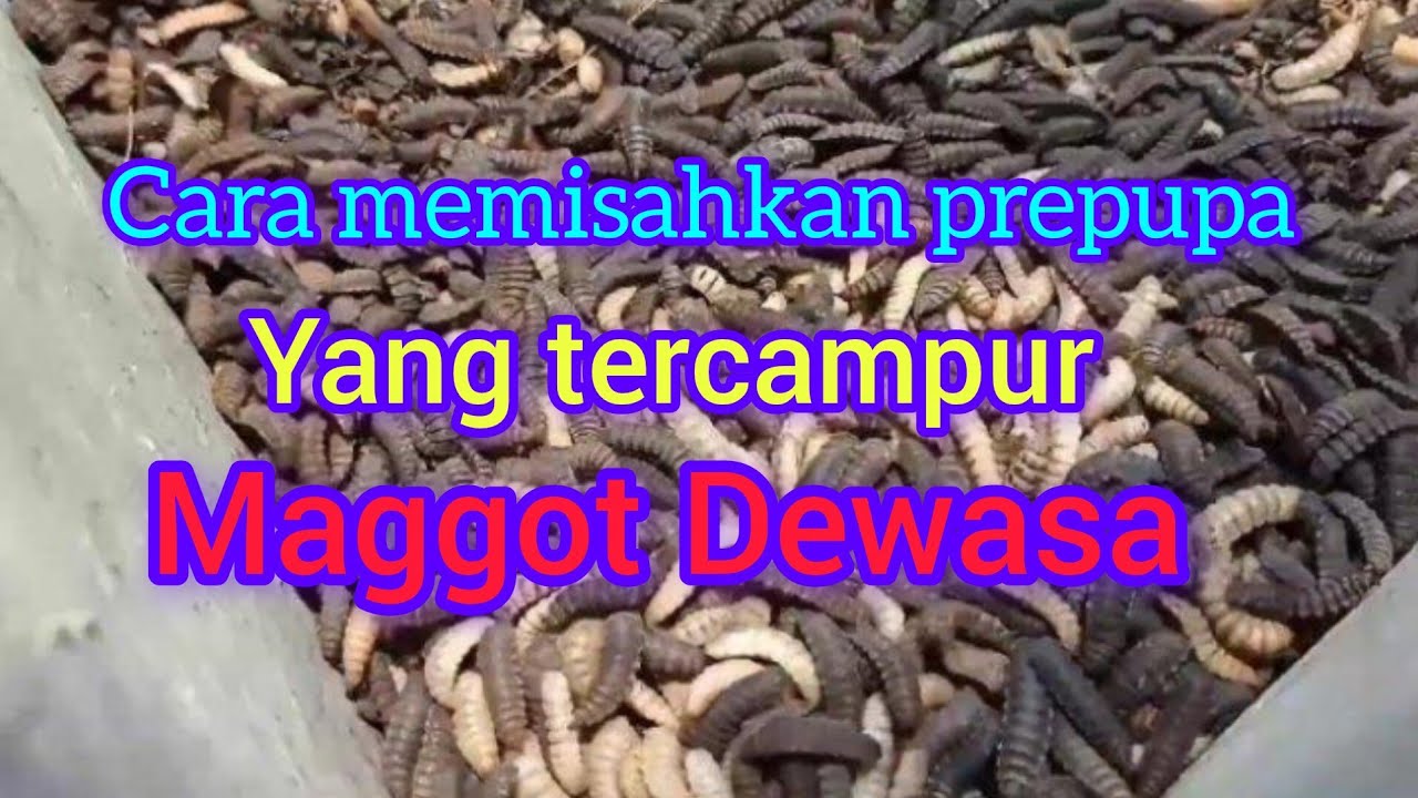 prepupa yang tercampur maggot dewasa#cara memisahkan - YouTube