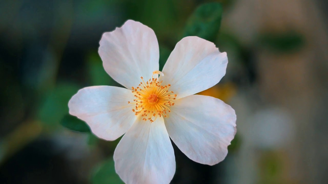 Flowers for Positive Energy - YouTube