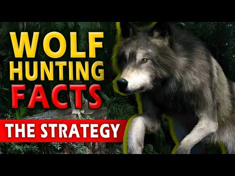 How Do Wolves Hunt Such MASSIVE Prey? | Wolf Hunting Facts - YouTube