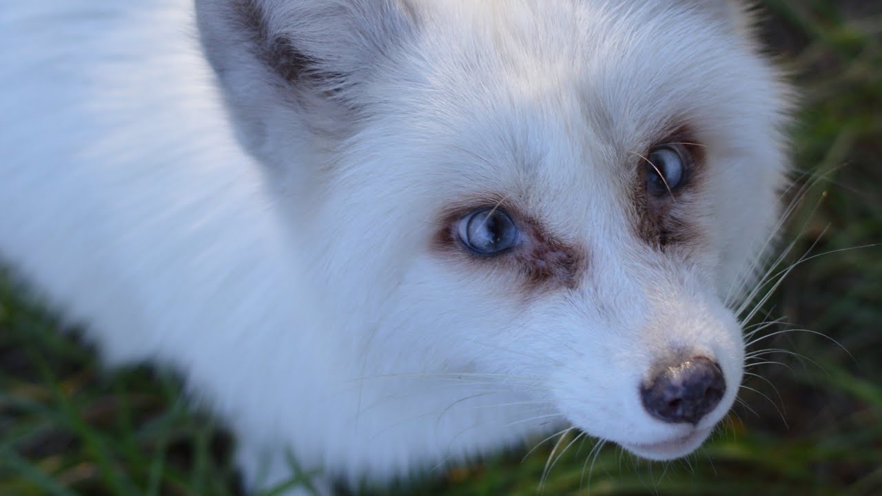 Elsa fox needs emergency surgery - YouTube