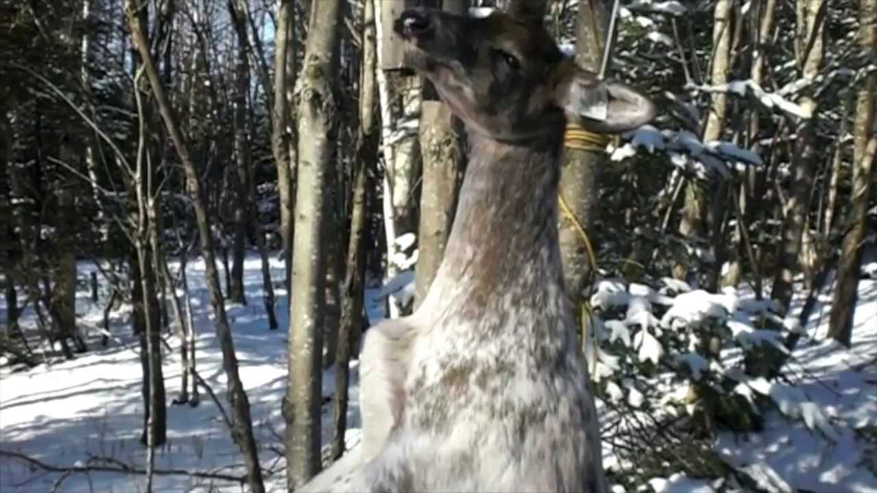 Chasse au chevreuil albinos de 14 ans. - YouTube