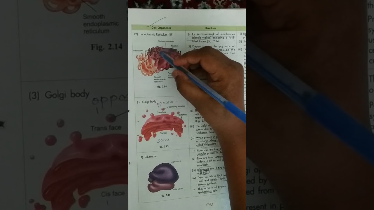 Endoplasmic Reticulum Class 9 Science Notes