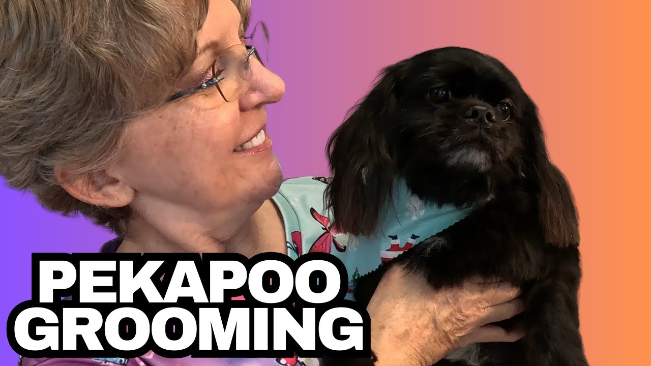 Grooming This 6-Toed Dog | Pekapoo | Brodie - YouTube
