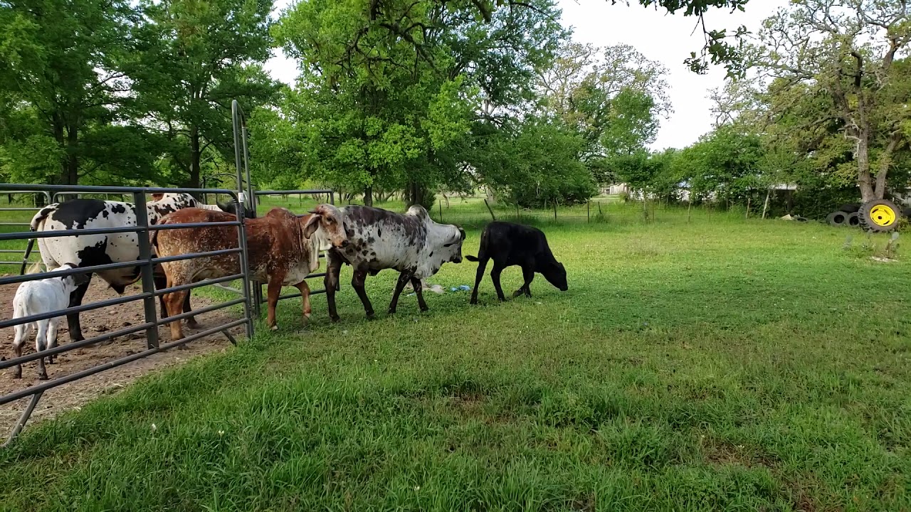 Sardo Negro Brahma and Gyr Cows - YouTube