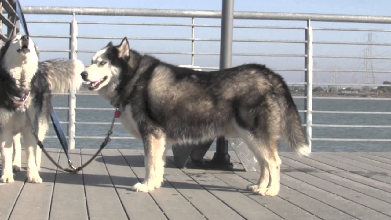 Rosy And Rocky Go To Seal Point Dog Park Part 137 - YouTube