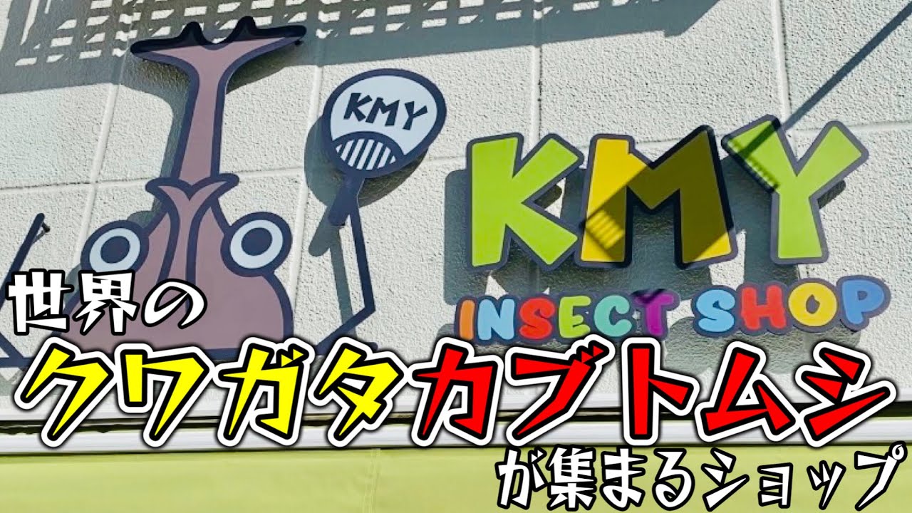 【KMY INSECT SHOP】新しく開店した昆虫ショップが素敵すぎた！！！ - YouTube