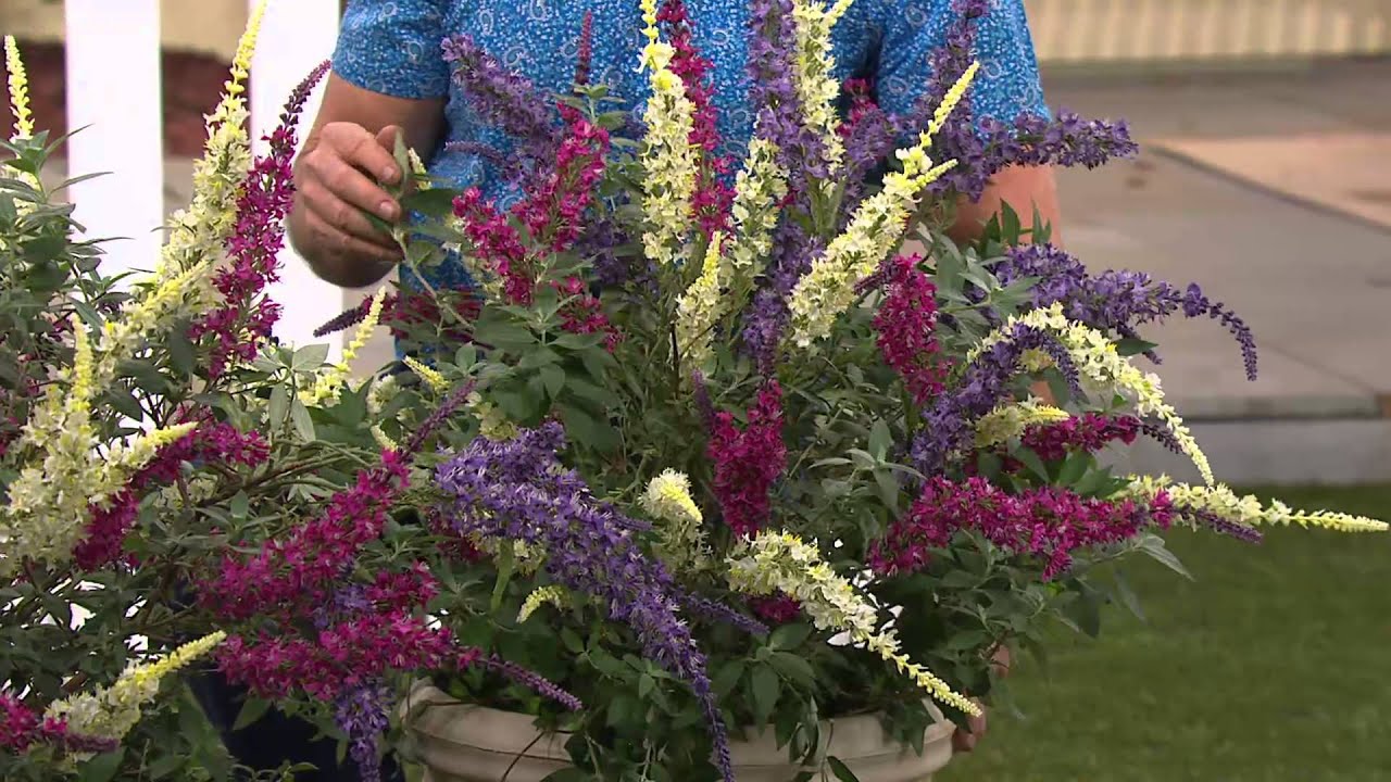 Cottage Farms 3-pc. Flutterby Multi-Color 3-in-1 Butterfly Bush with ...