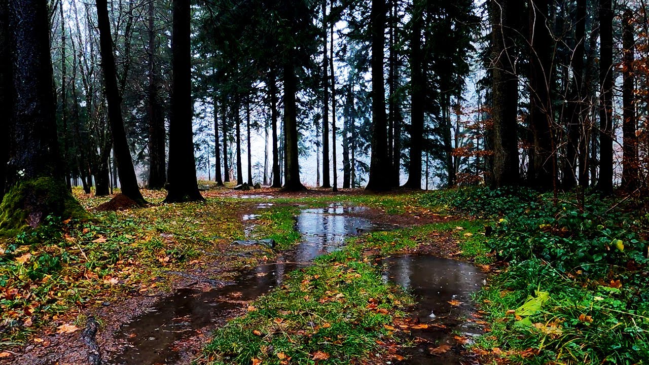 Relaxing Rain in the Forest | Rain Sounds | Sleep, Study, Work, Relax ...