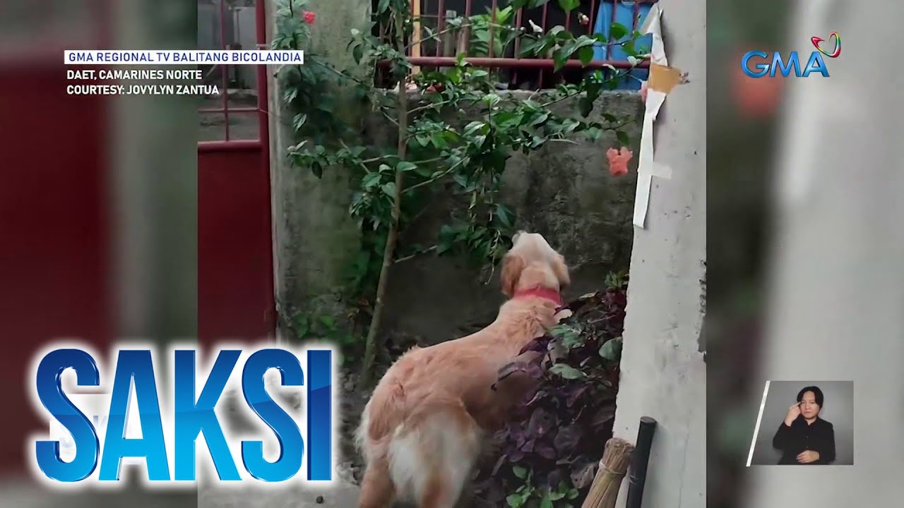 Asong matapang sa pagtahol, inakalang totoong tao ang mukhang ...