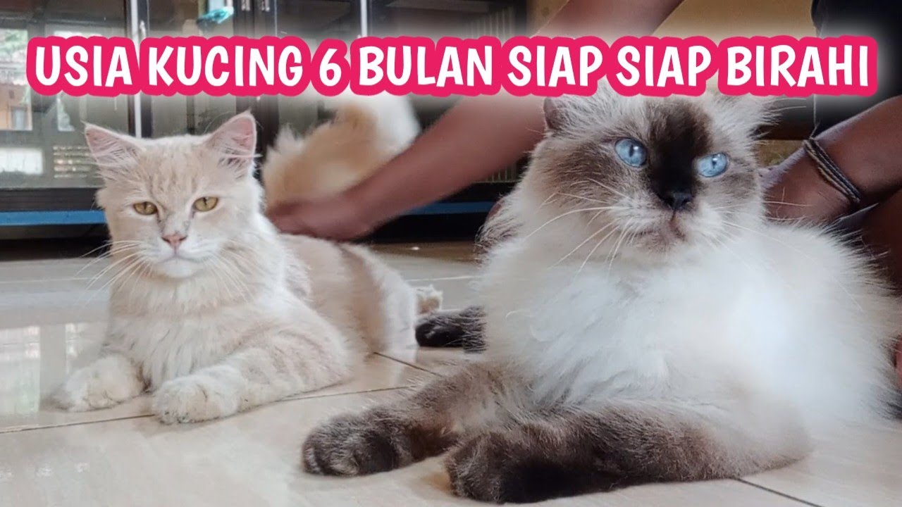 TIPS MERAWAT KUCING USIA 6 BULAN - YouTube