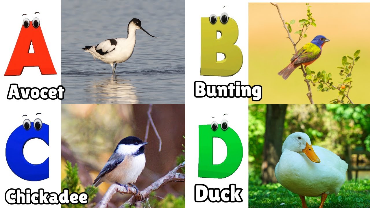 Birds ABC Song for Kids | Phonics for Kids | Alphabet Letters | Learn ...