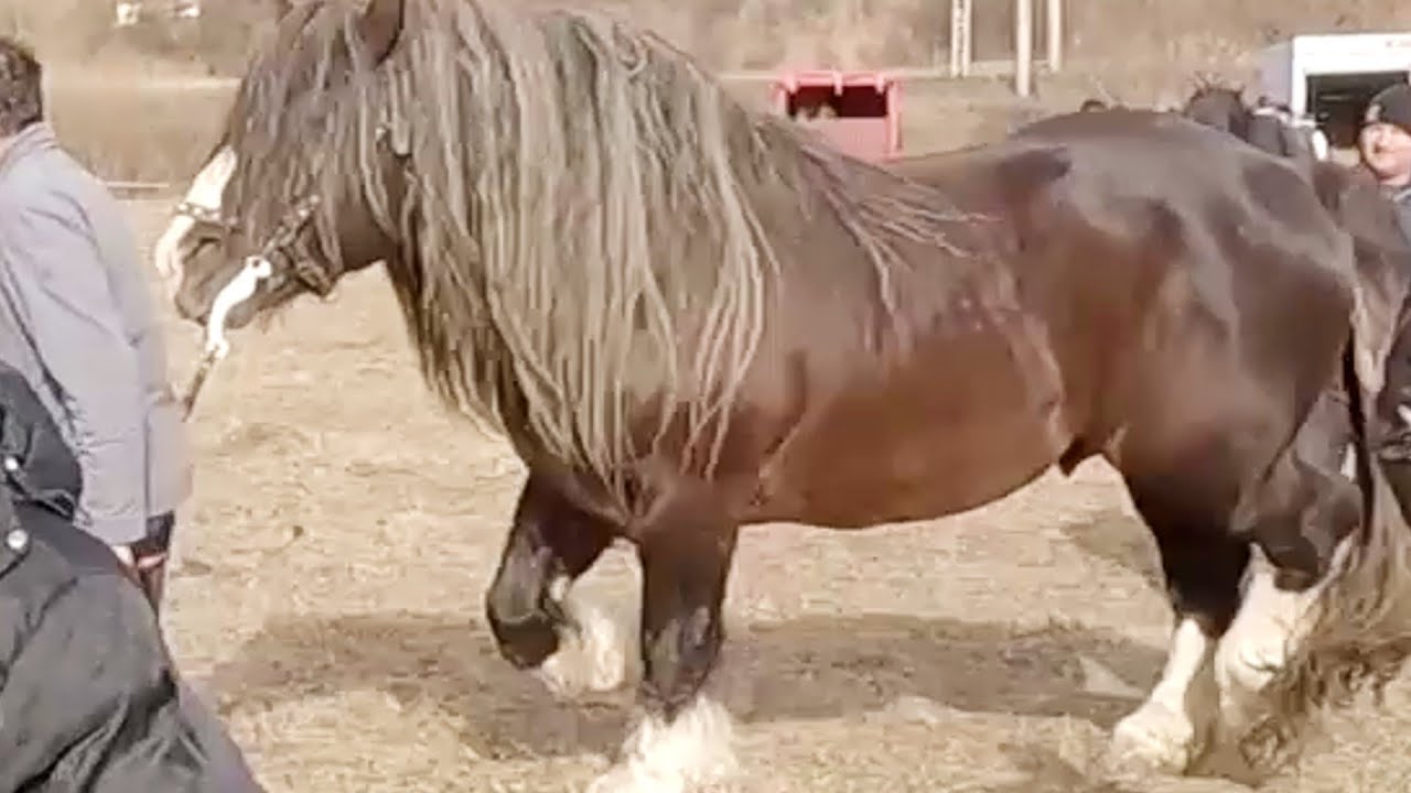 Armasarul D'Artagnan dl.Alex Buga de la Frumosu-Bucovina 2022 NOU!!! - YouTube