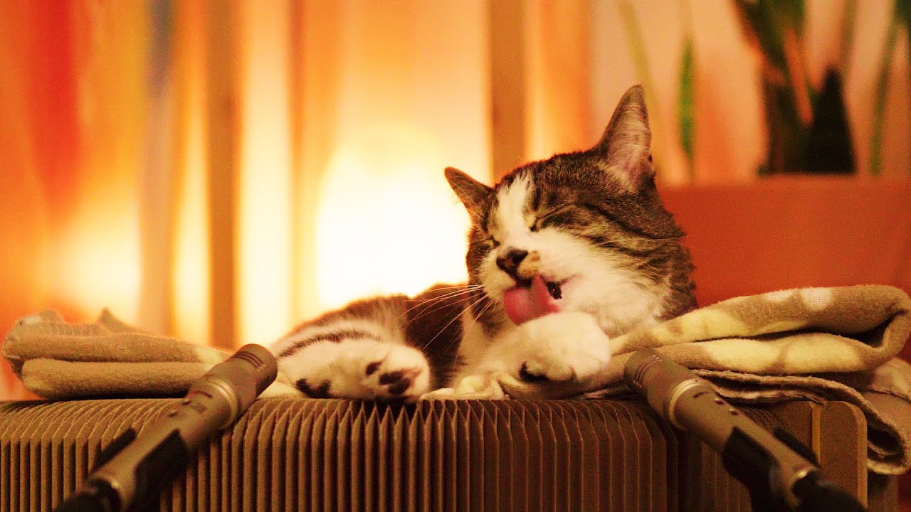 🎧 ASMR Cat Grooming #83 - YouTube