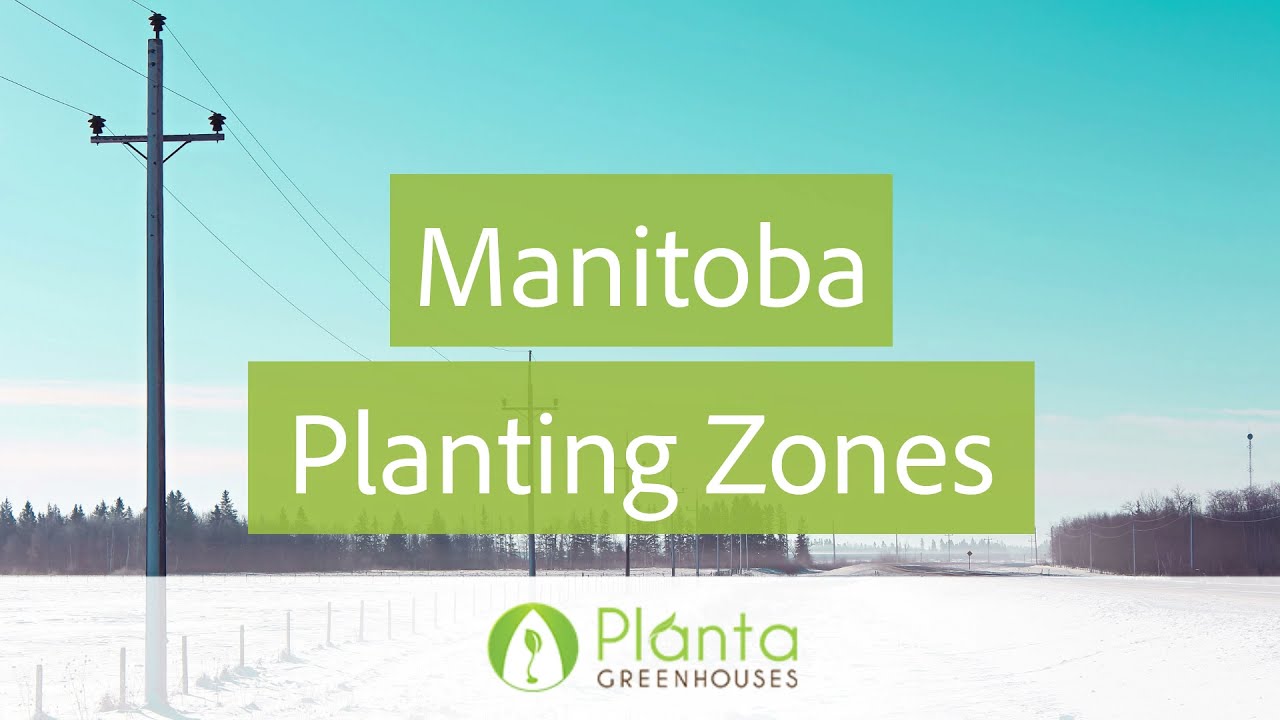 When To Plant Trees In Manitoba at James Goldsbrough blog