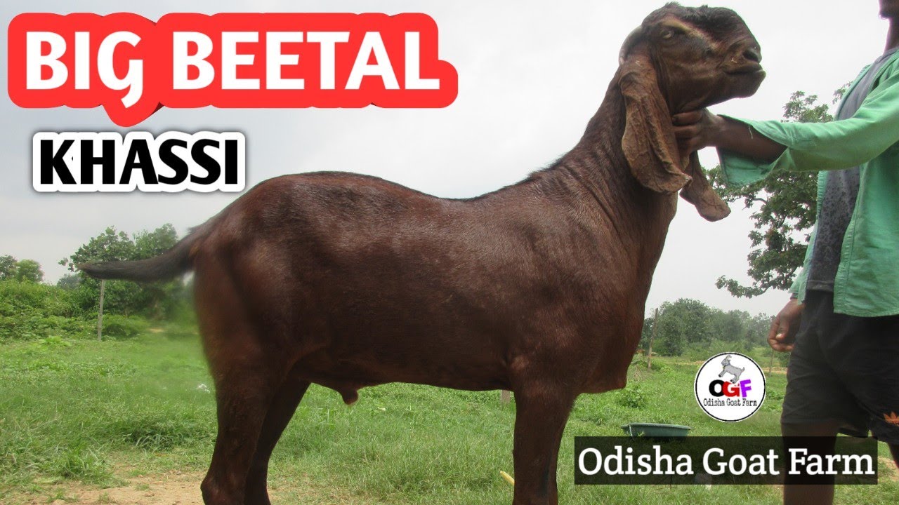 100 KG Beetal Khassi At Odisha Goat Farm Sundergarh | Contact ...