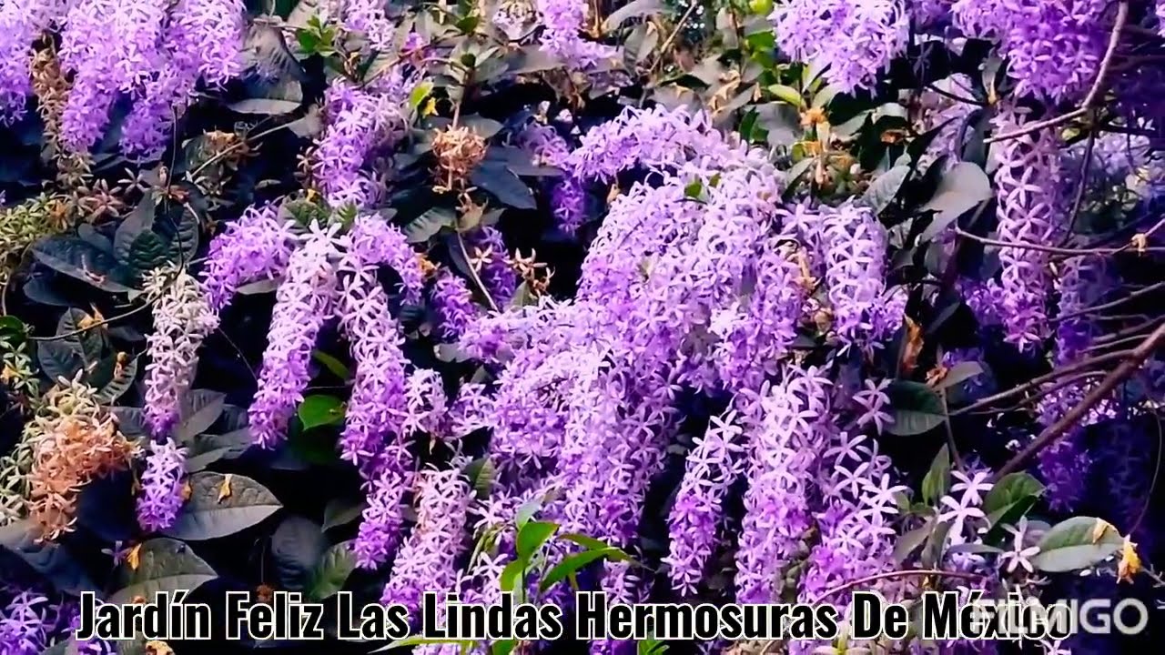 como cuidar la planta pétrea, volubulis - YouTube