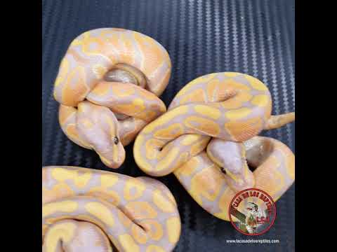 bananas 2020 - piton bola - banana ball python - python regius - YouTube