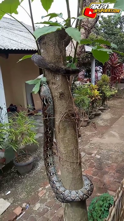 Ular python naik pohon 😱 #ular #python #retic #reptiles #snake # ...