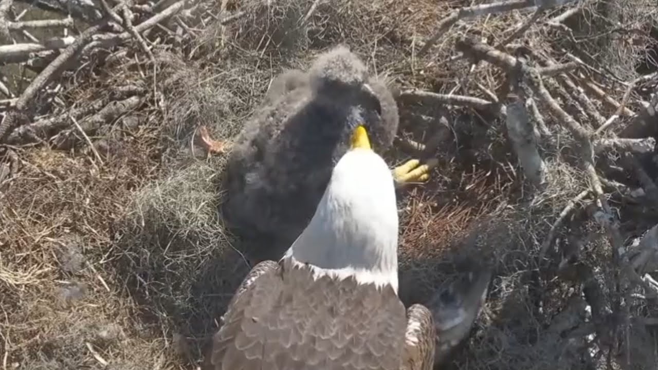 E25 to hugh crop after eating headless fish from M15 | SWFL Eagles ...