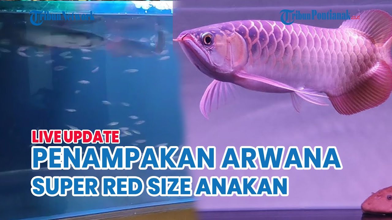 🔴 Ikan Arwana Super Red Ukuran Kecil Bersama Anakan Ikan Seluang Dalam ...