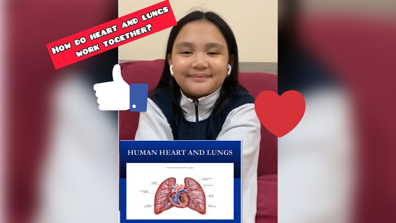 HOW DO THE HEART AND LUNGS WORK TOGETHER SCIENCE YouTube HOW DO THE HEART AND LUNGS WORK TOGETHER SCIENCE YouTube