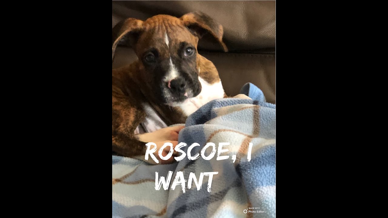 Baxter the boxer puppy: Don’t be greedy… - YouTube