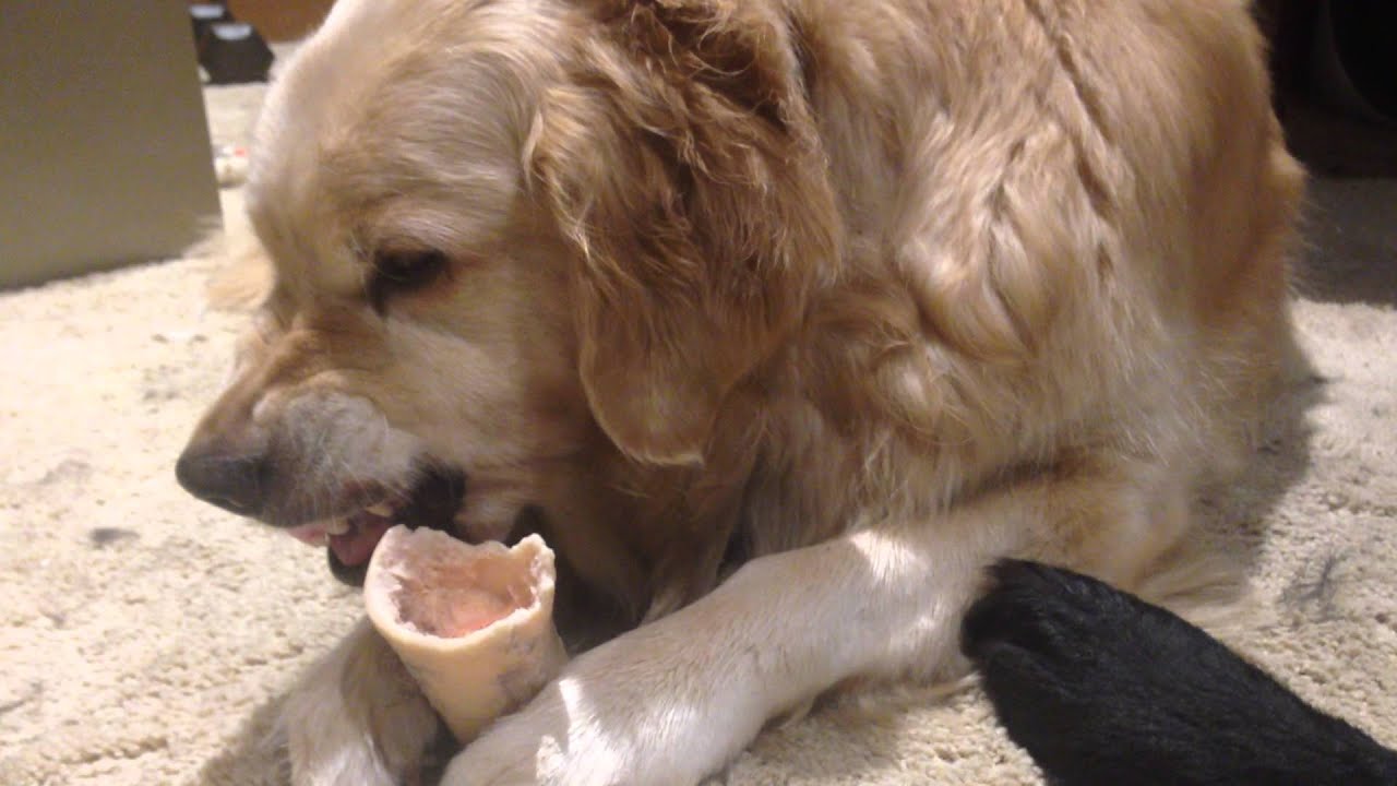 Just a Dog Protecting her Bone - YouTube