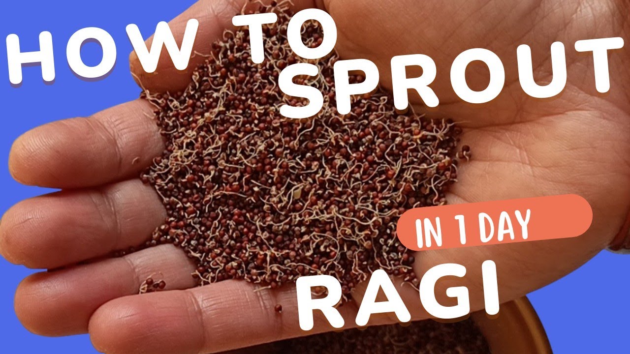 How To Sprout Ragi At Home For Babies Sprouted Millet Flour how-to-sprout-ragi-at-home-for-babies-sprouted-millet-flour