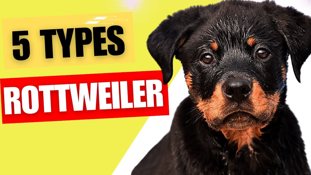 Rottweiler Types - 5 Types of Rottweilers - YouTube