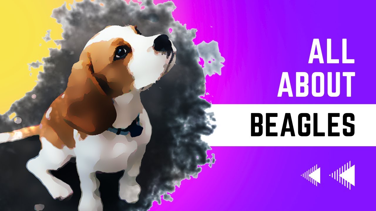 All About Beagles - YouTube