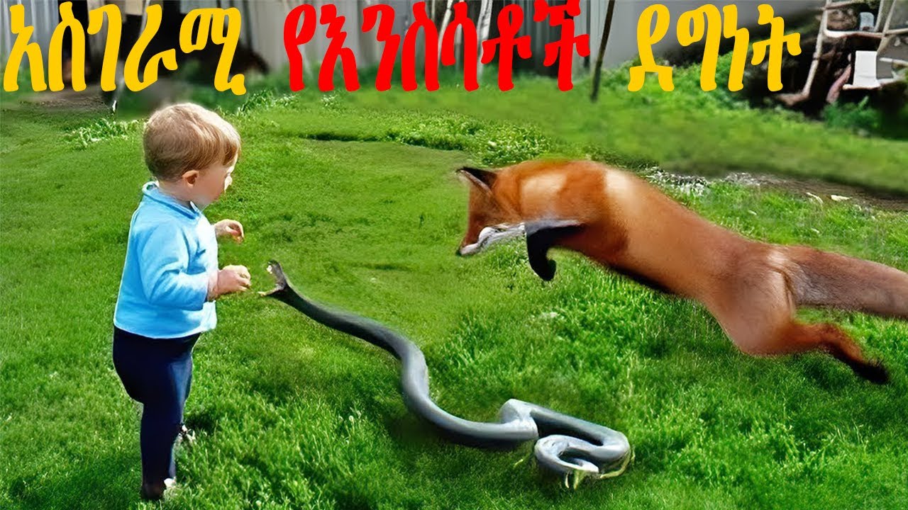 አስገራም የእንስሳቶች ደግነት//Amazing kindness of animals//Gentle animals - YouTube