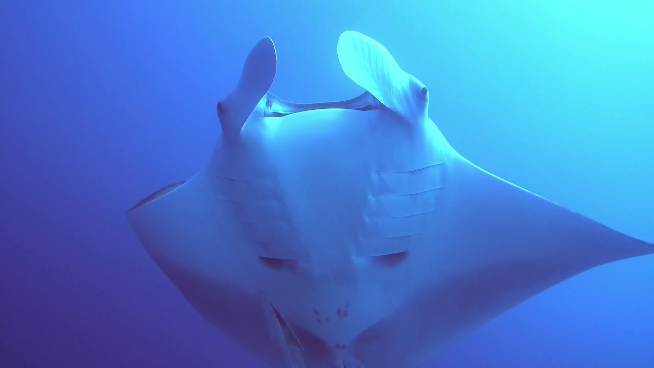 Manta ray dancing for me at Ras Mohammed ,Red Sea 31-7-2019 - YouTube