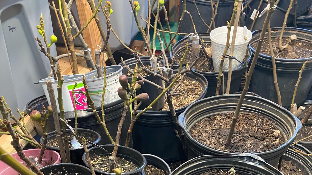 Stacking Your Fig Trees for better winter protection - YouTube