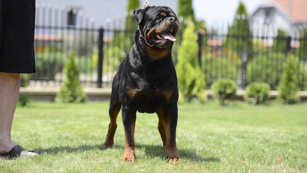 CH Rex Timit Tor at Summer 2016 - YouTube