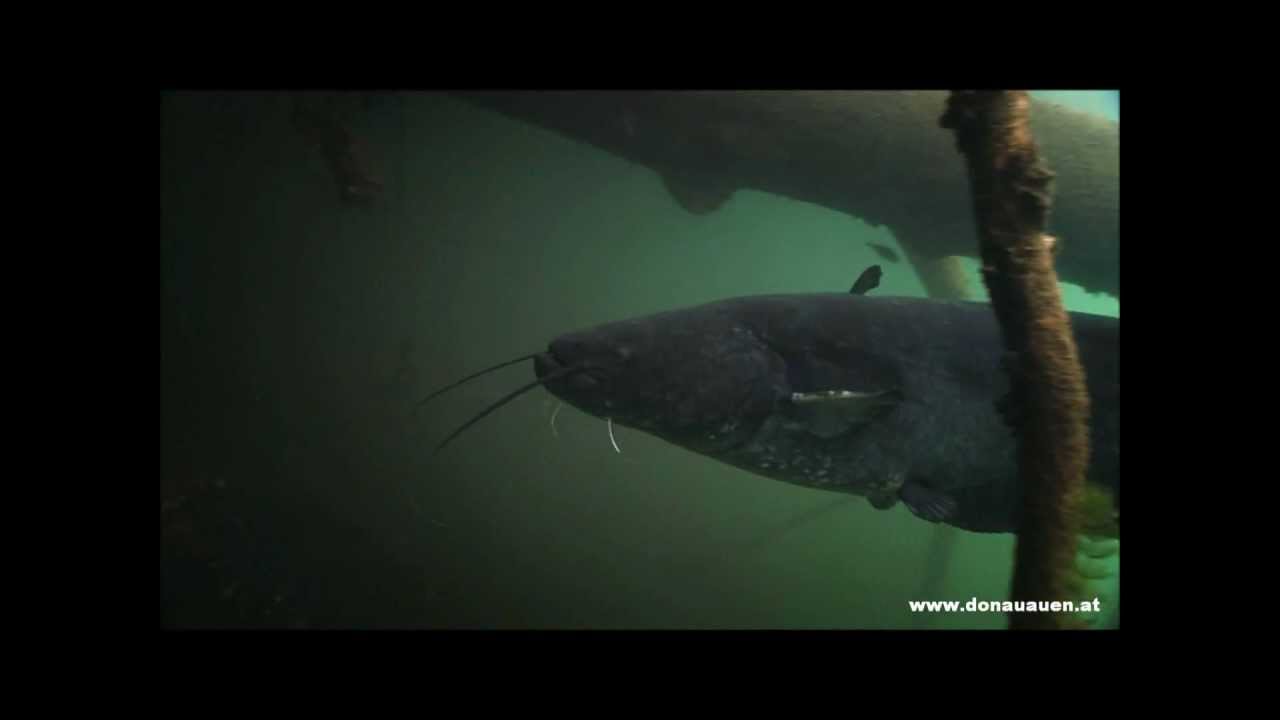 Wels, Waller im Nationalpark Donau-Auen - Silurus glanis - YouTube