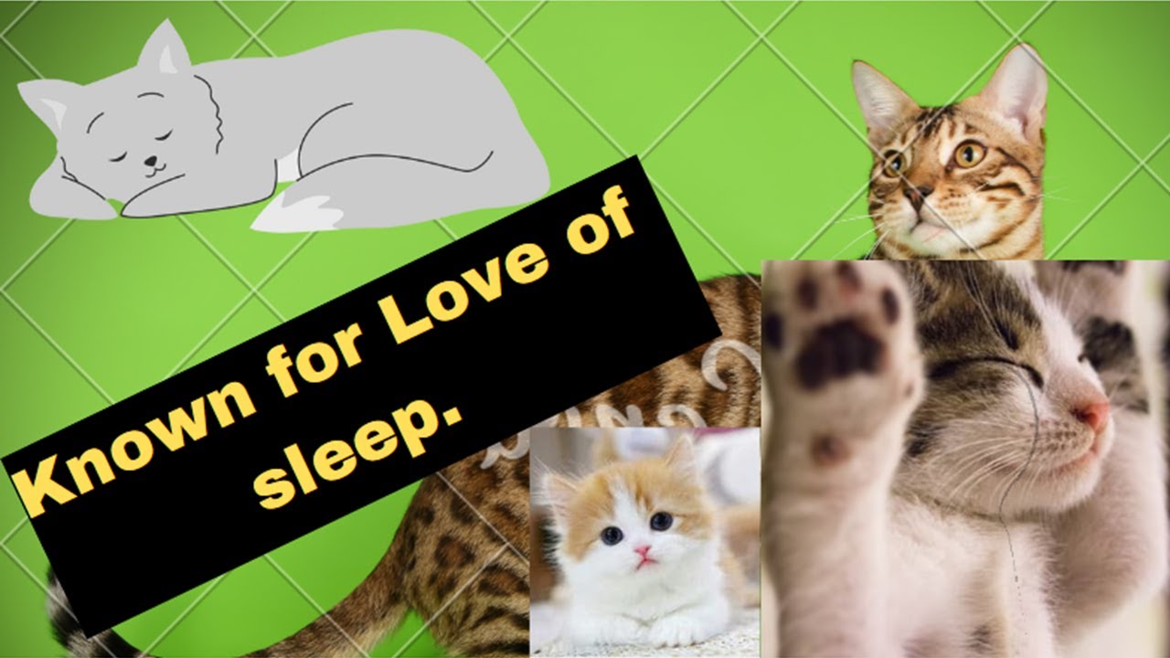 cat | cat videos | 5 Life-Secrets You've Never Heard Before - Cat World ...