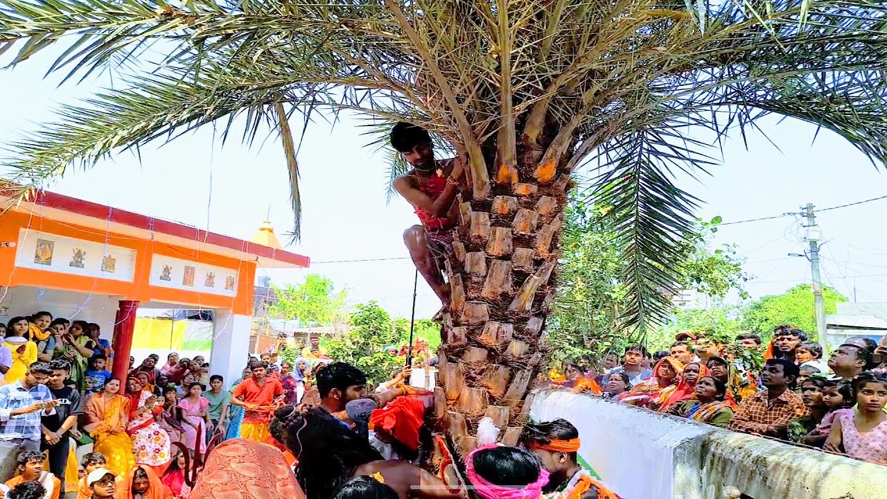 CHADAK PUJA ️ || 2024 || khajur saniyasi || DINESHPUR || UTTARAKHAND ...