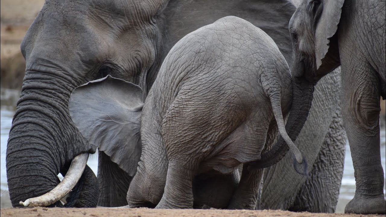 Mischievous baby Elephant falls into waterhole | Kruger National Park ...